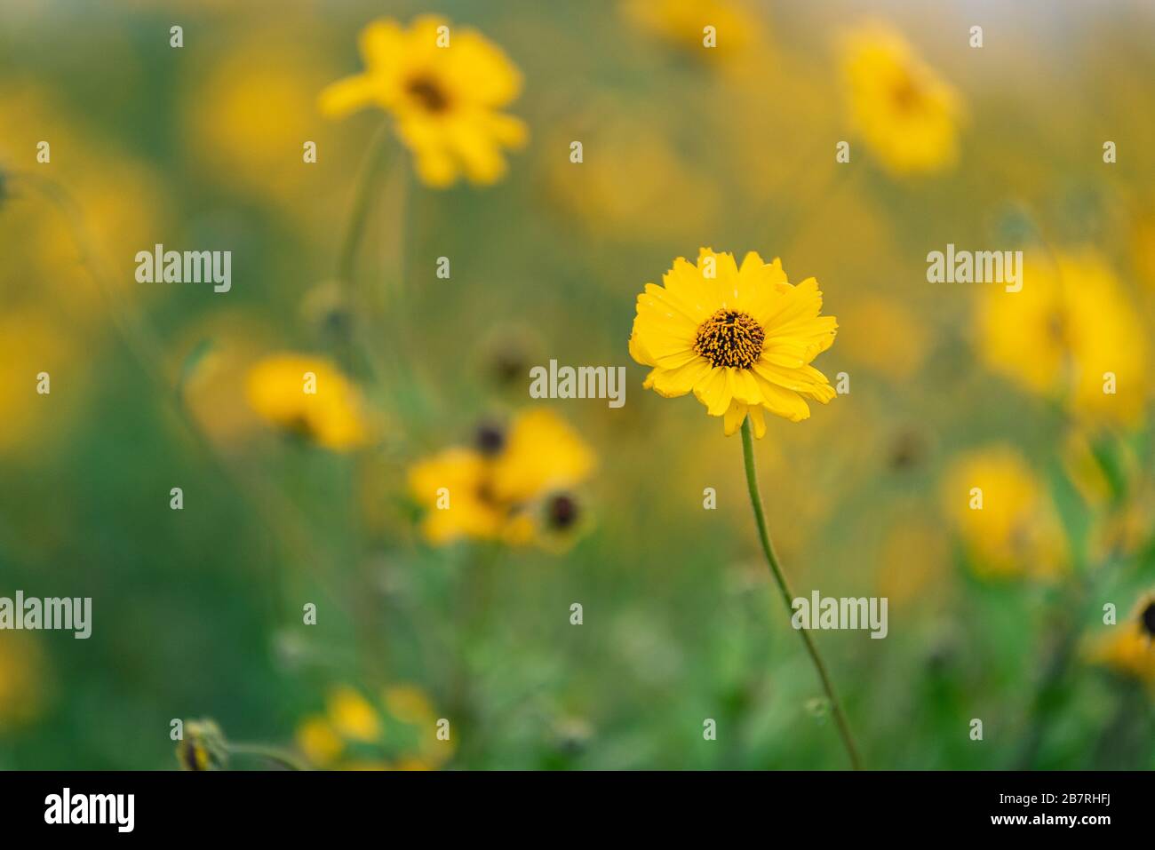 Coastal Sunflowers at Dusk Stock Photo - Alamy