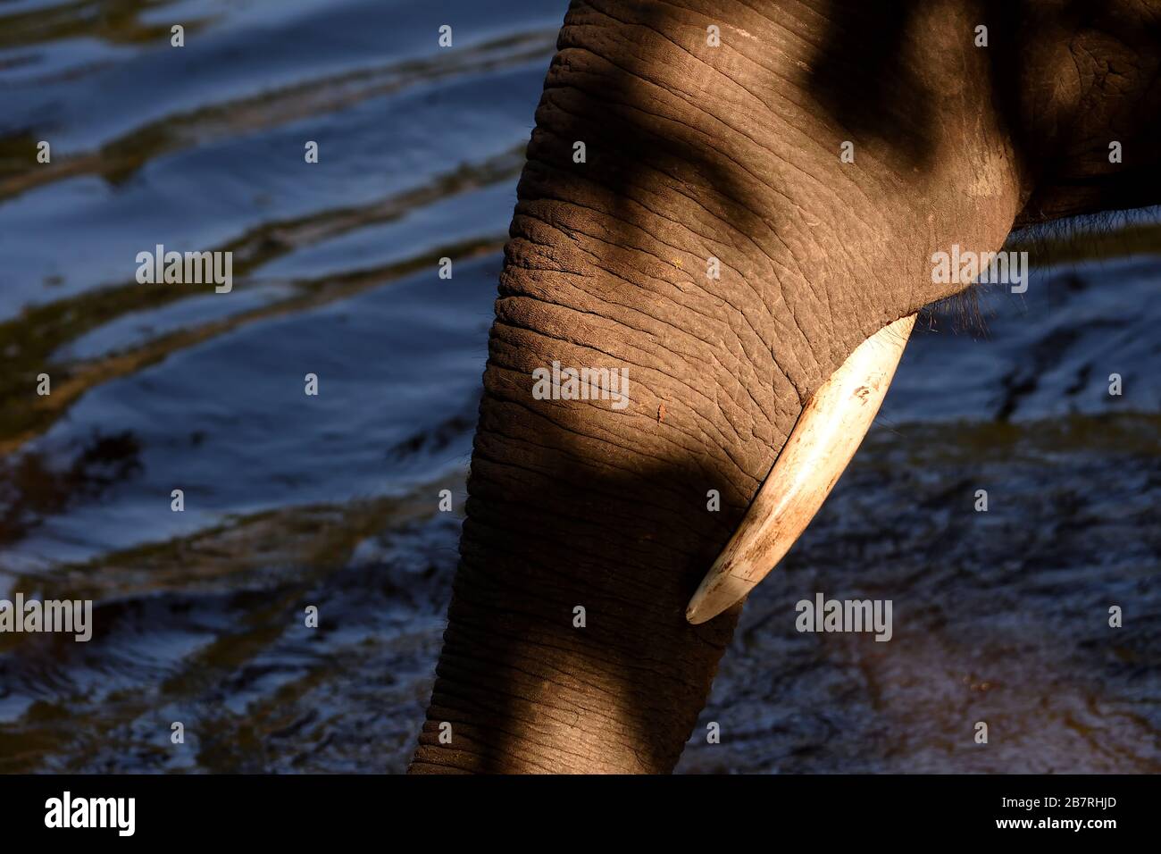 Elephant toe hi-res stock photography and images - Alamy