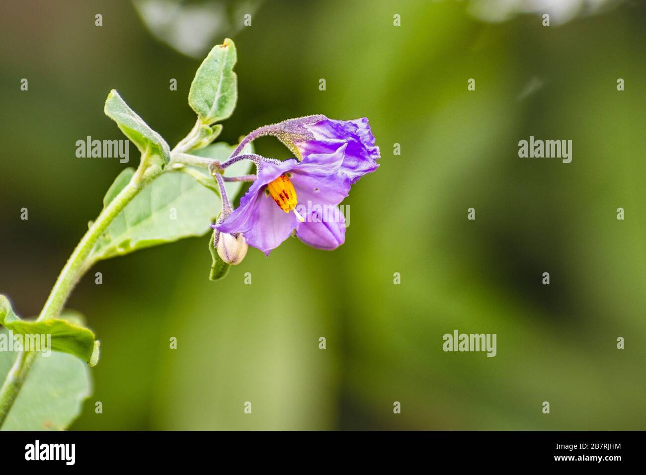 Nightshade in bloom hi-res stock photography and images - Alamy