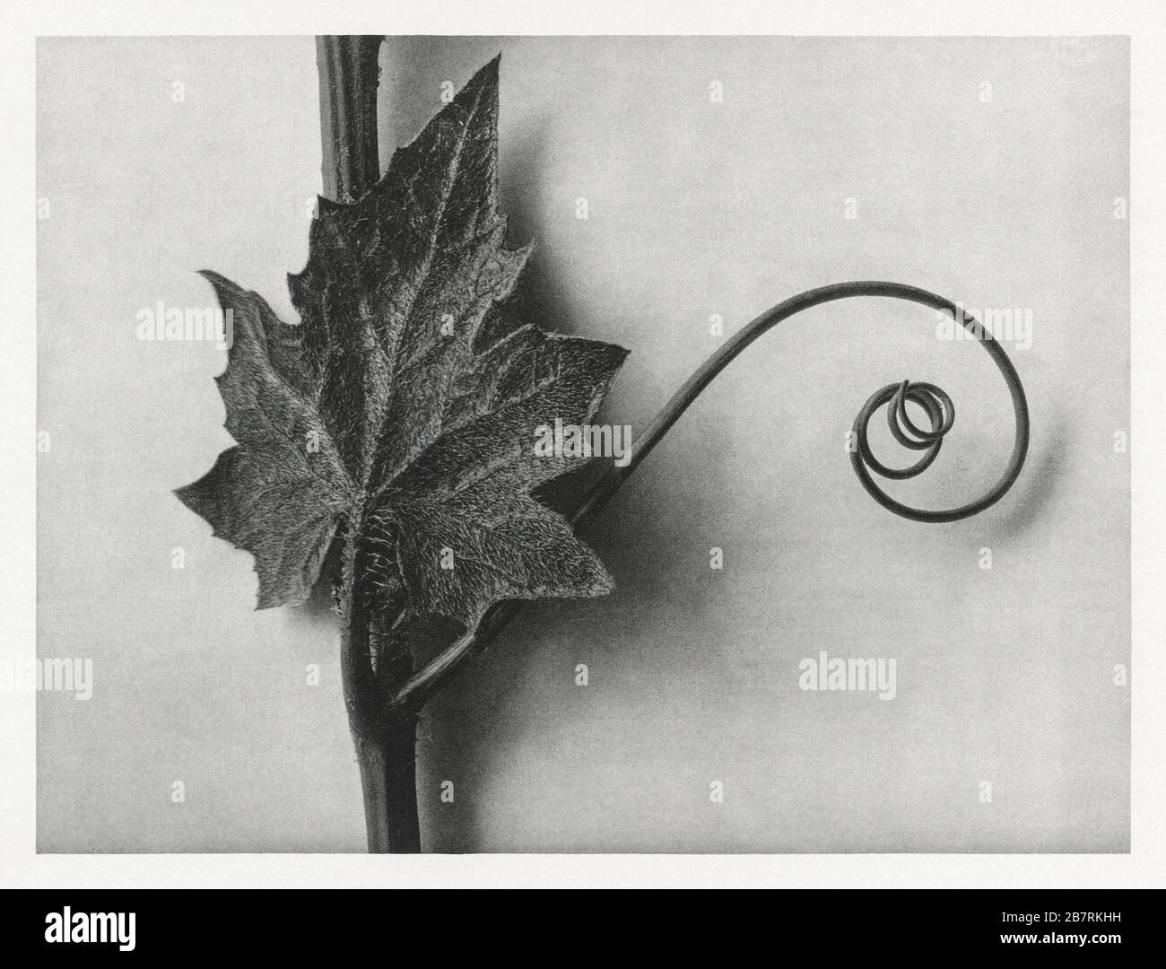 Bryonia alba drawing hi-res stock photography and images - Alamy