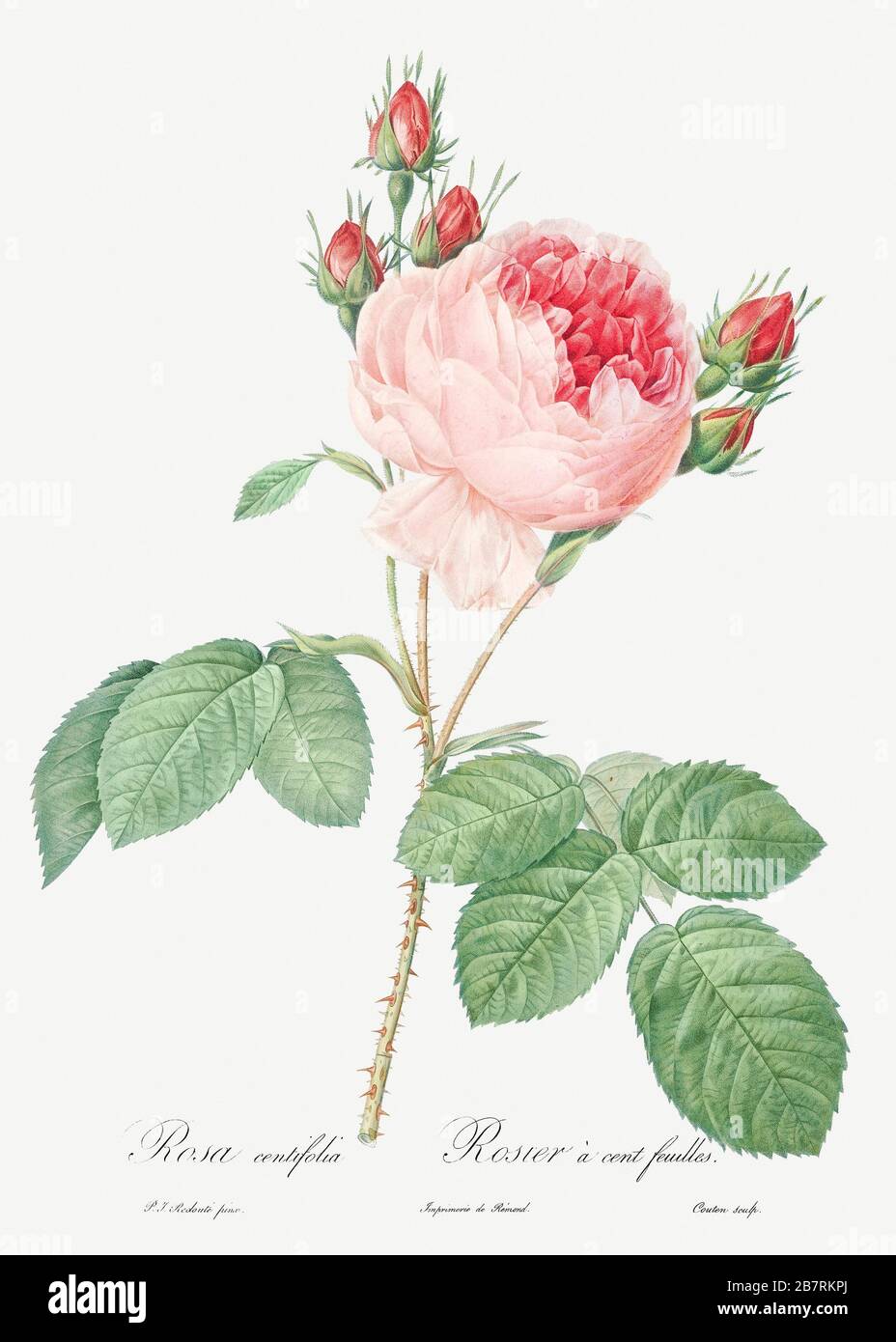 Cabbage rose wallpaper hi-res stock photography and images - Alamy