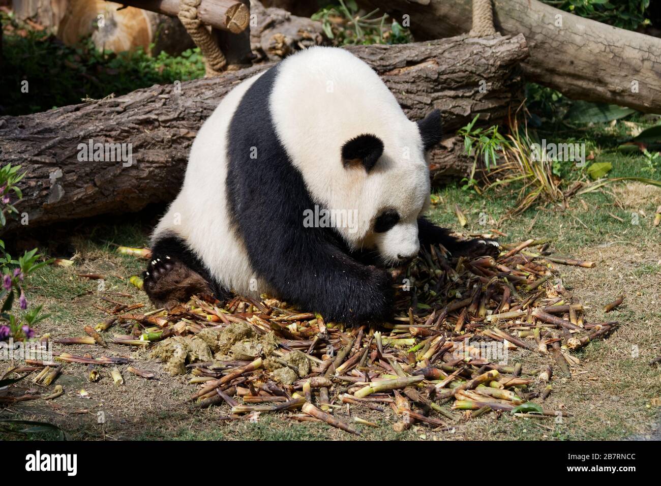 Panda in the sanctuary Stock Photo - Alamy