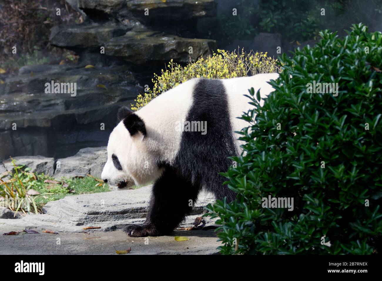 Panda in the sanctuary Stock Photo - Alamy