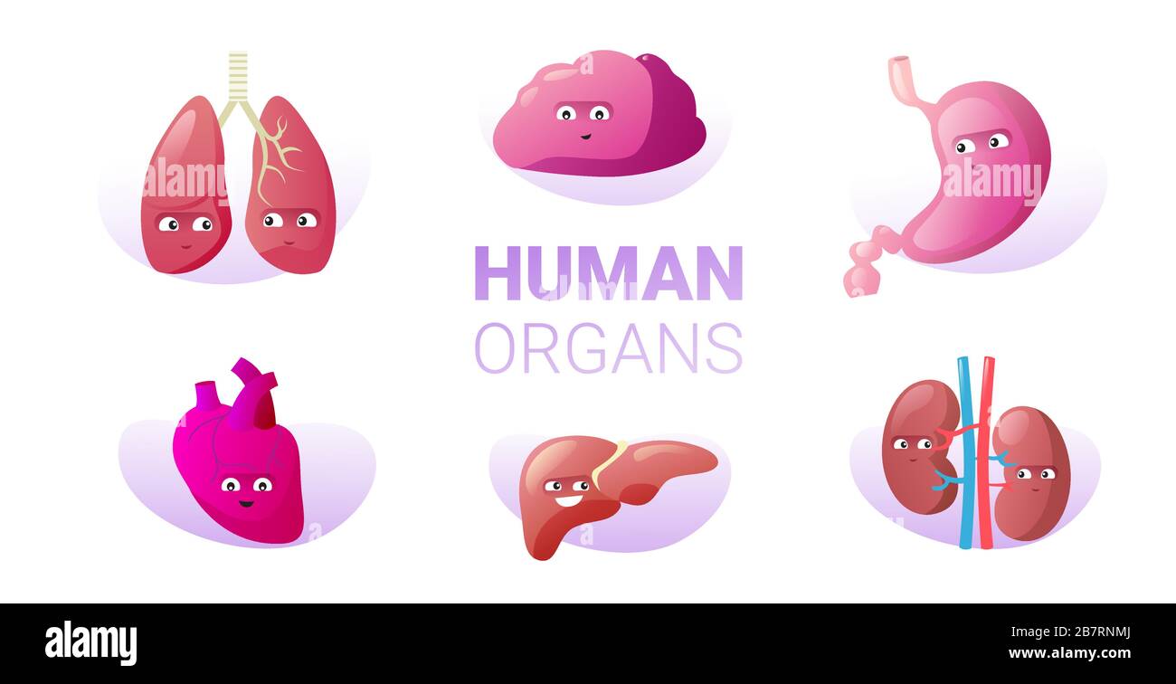 set funny anatomical mascot kidneys lungs brain stomach heart liver ...