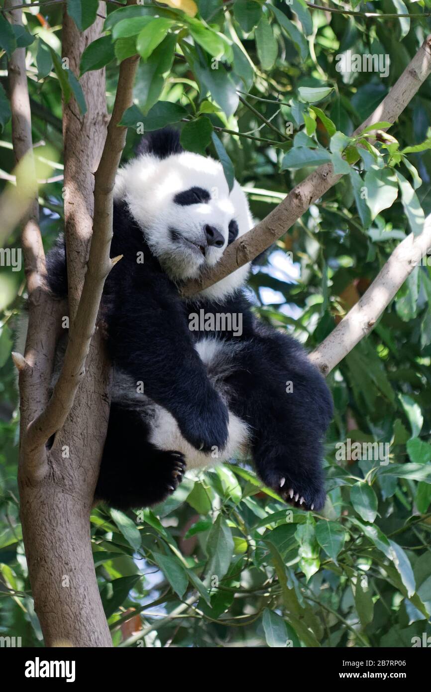 Panda in the sanctuary Stock Photo - Alamy