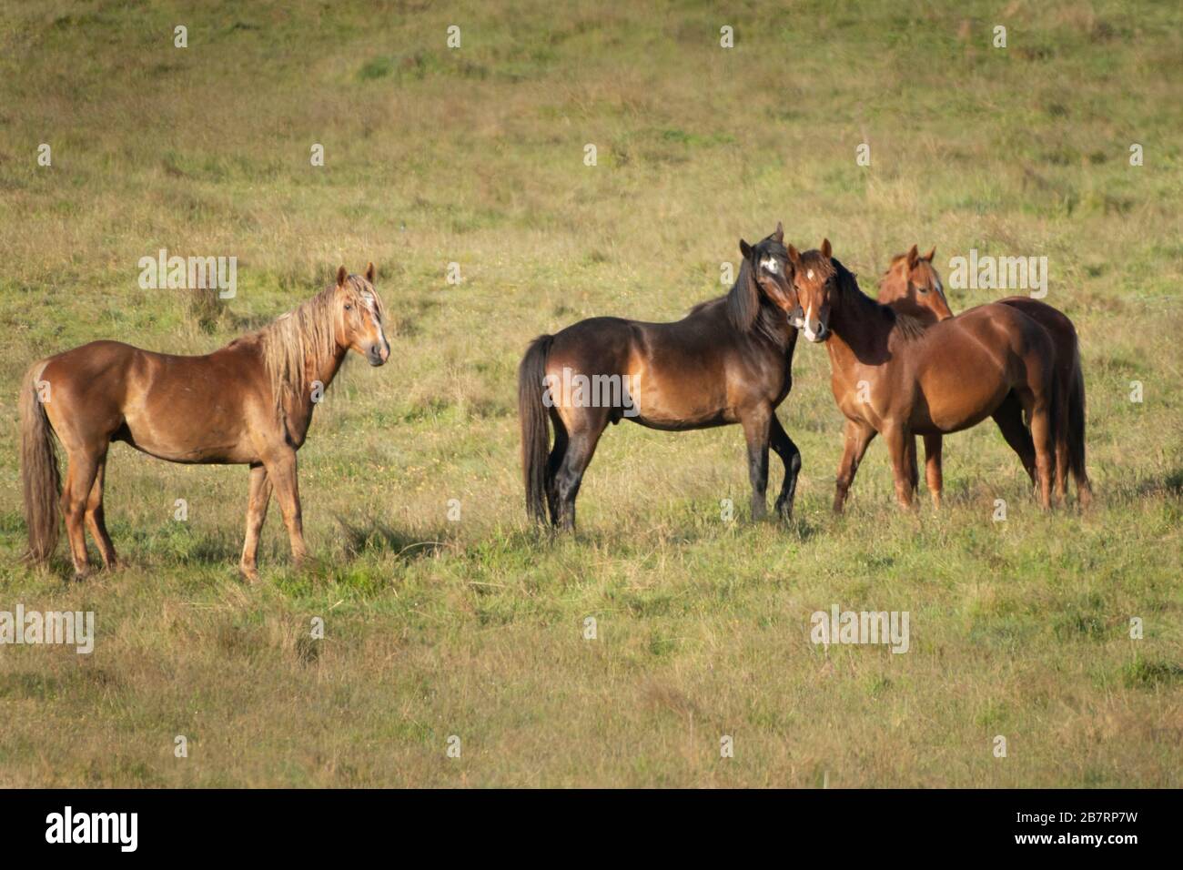 Kaimanawa forest park hi-res stock photography and images - Alamy