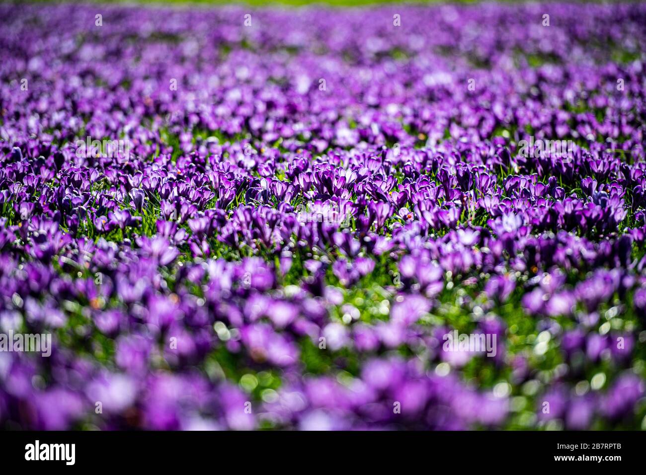 Dusseldorf spring hi-res stock photography and images - Alamy