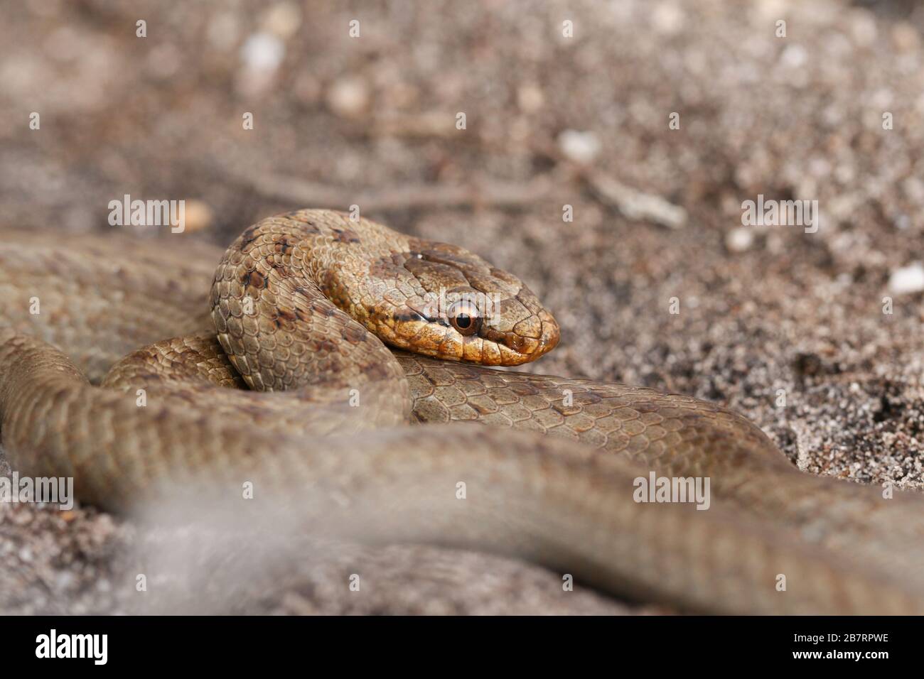A magnificent rare Smooth Snake, Coronella austriaca, coiled up in ...