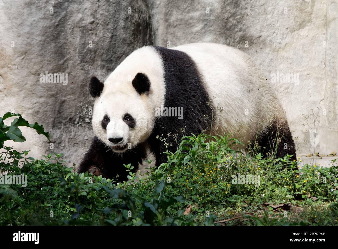 Panda in the sanctuary Stock Photo - Alamy