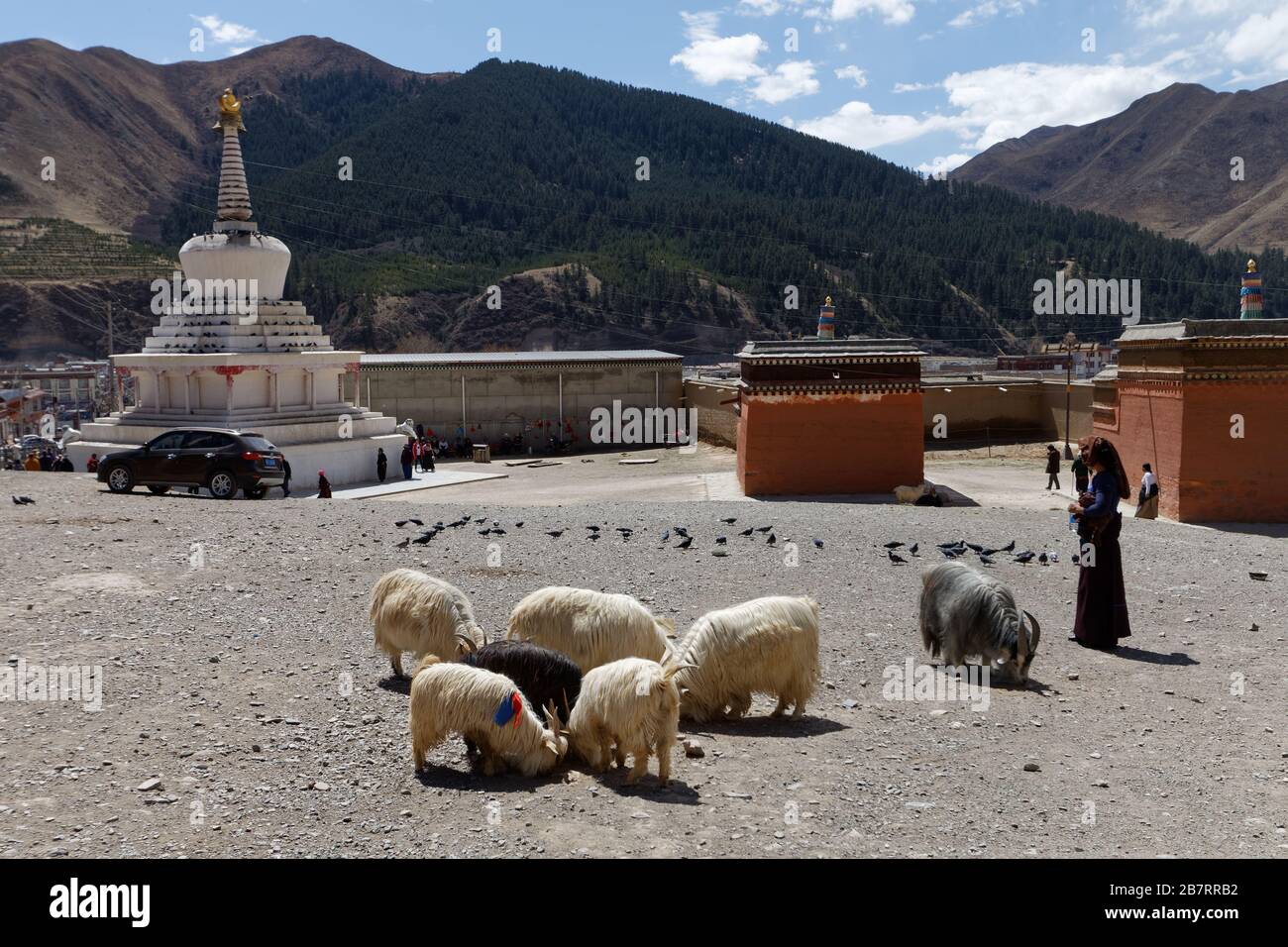 Sacred goats fed by a pilgrim at the Labrang Monastery Stock Photo - Alamy