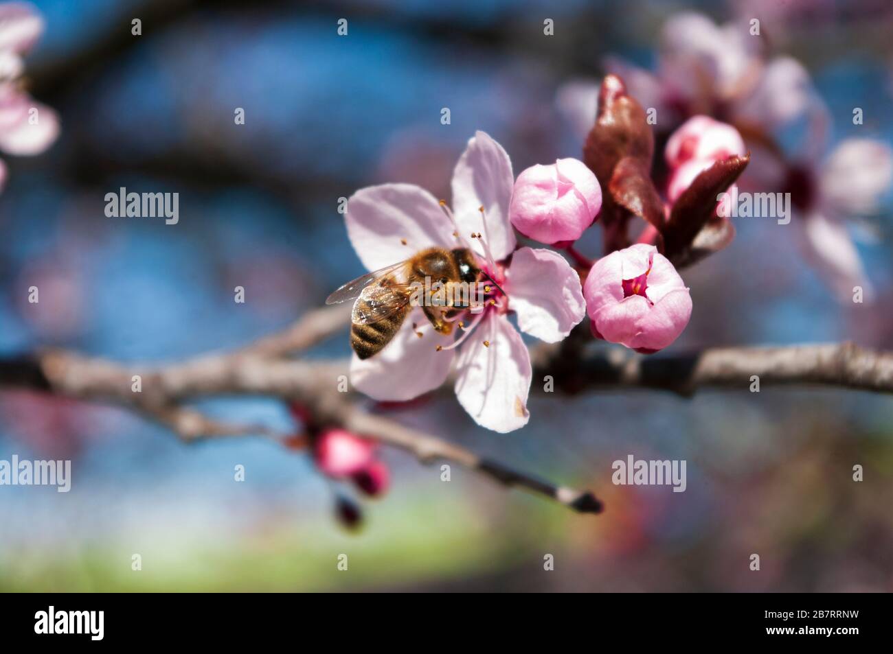 Bee picking honey from cherry blossom tree, sakura first flower Stock ...