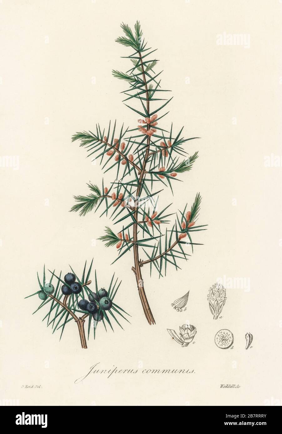 Botanical Illustration Juniper High Resolution Stock Photography and ...