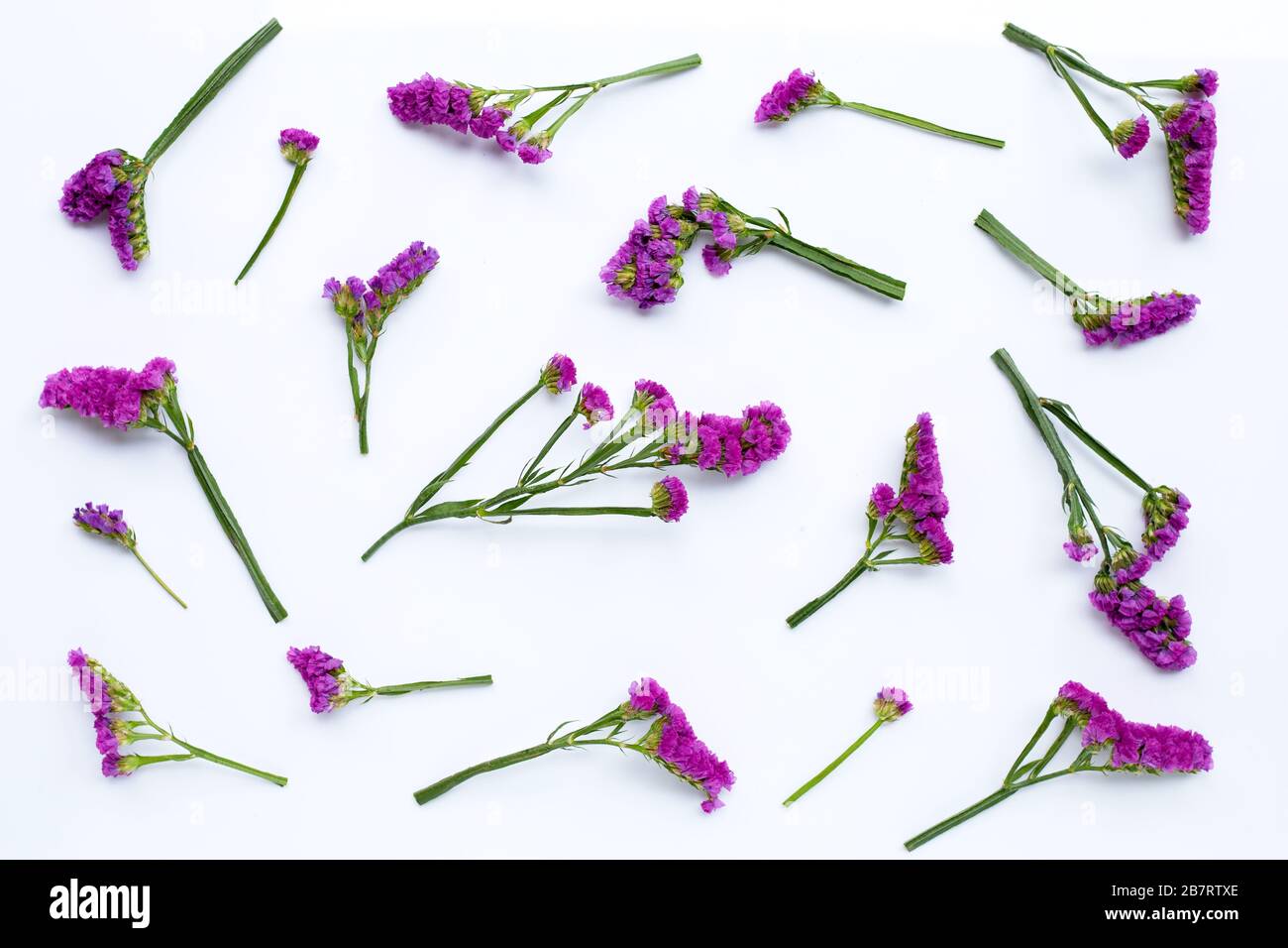 Static flowers on white background. Top view Stock Photo - Alamy