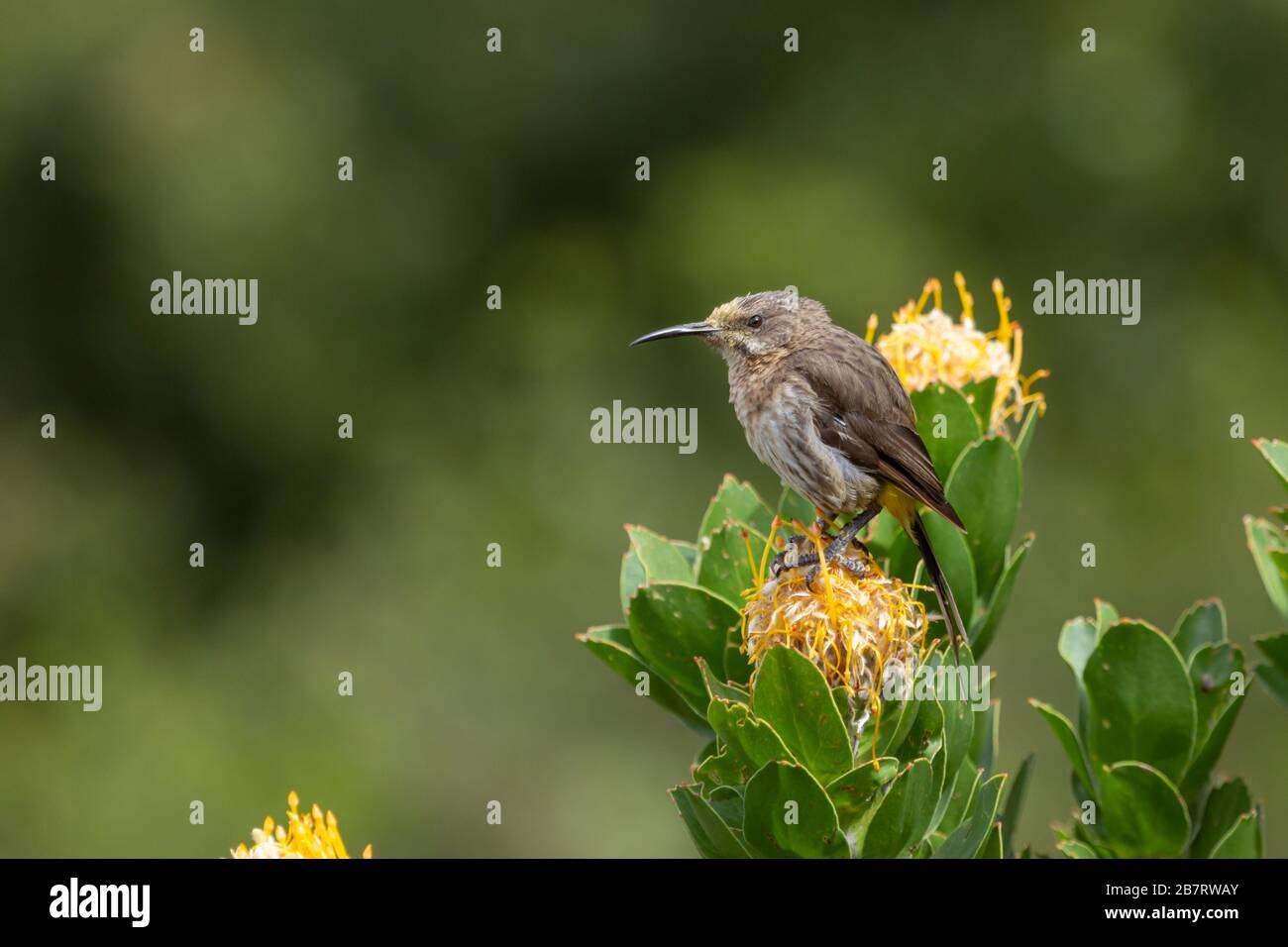 Cape Sugar Bird (Promerops cafer) on a Protea in Cape Town, Western ...