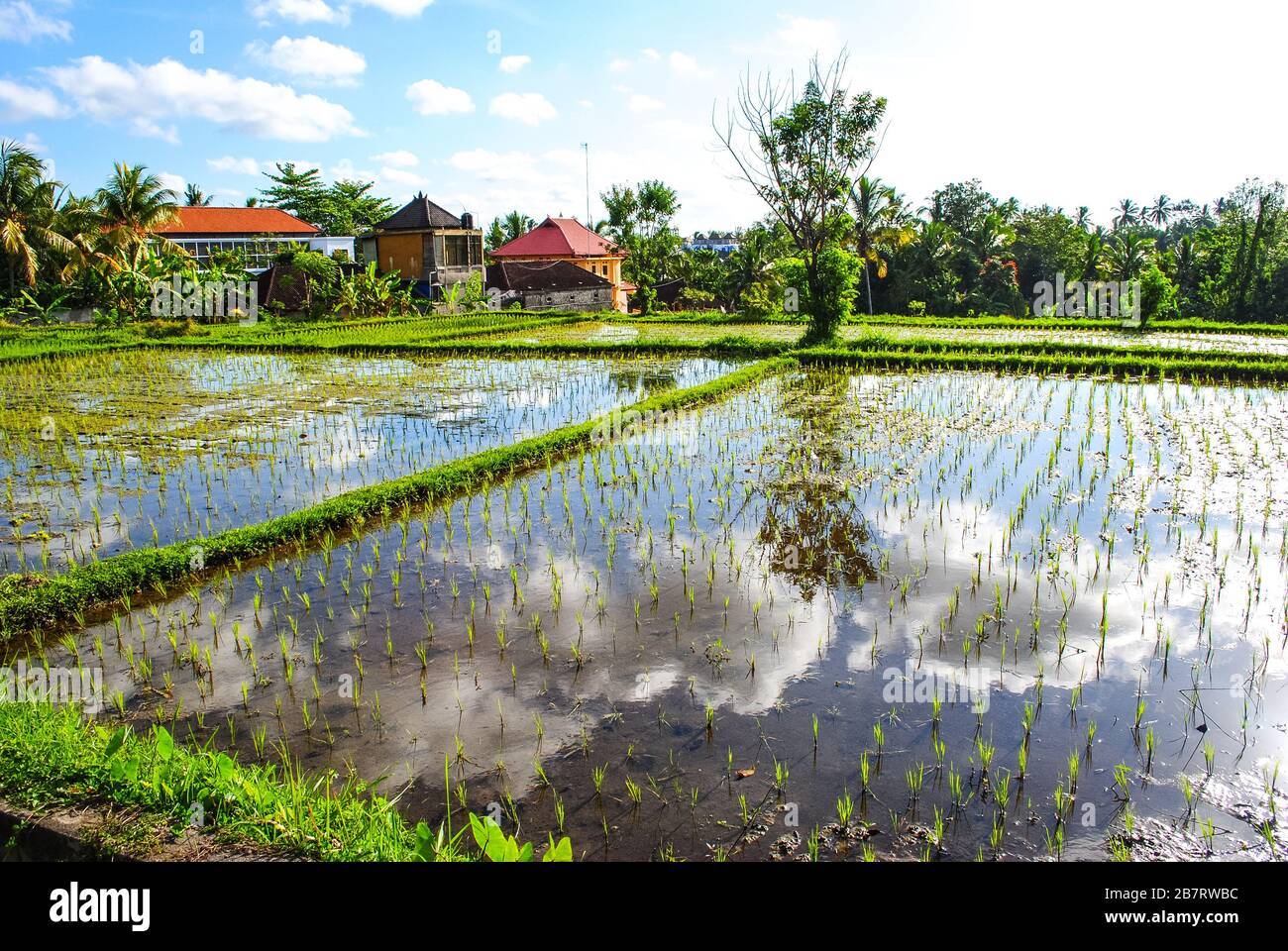 A rice paddy in Bali Stock Photo - Alamy