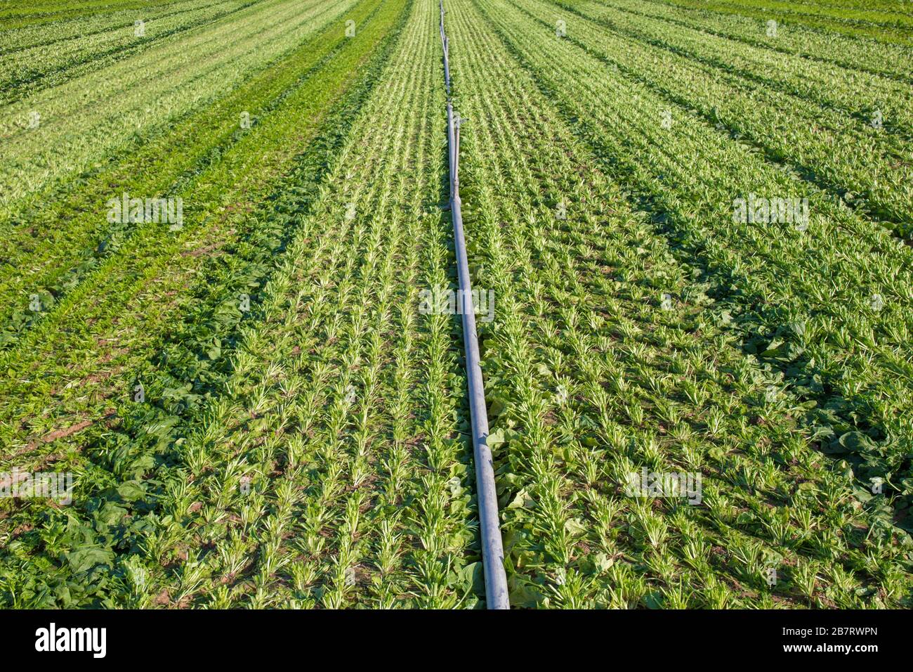 Spinach field just harvested. Visible irrigation pipes Stock Photo - Alamy