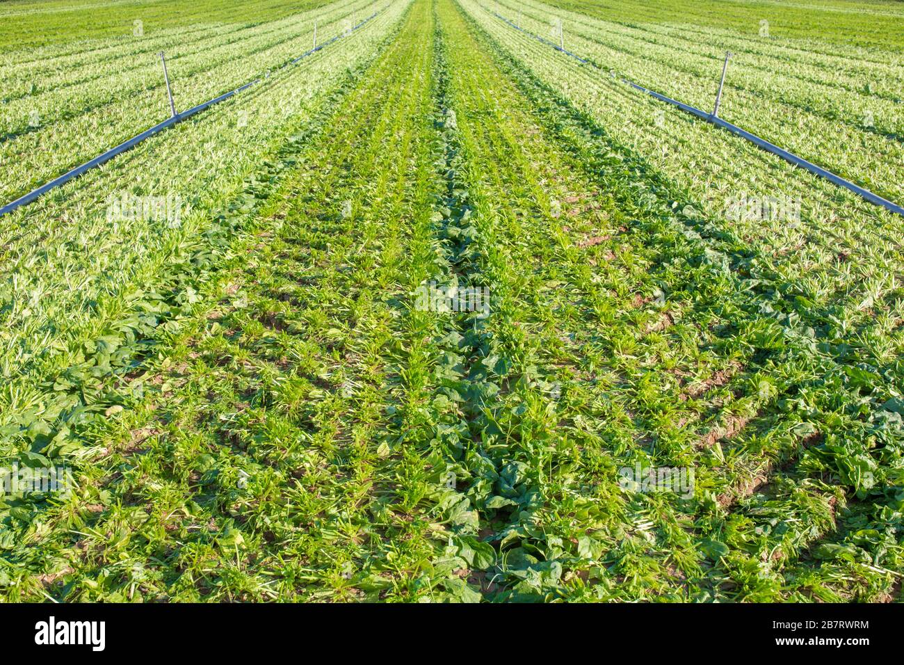 Spinach field hi-res stock photography and images - Alamy