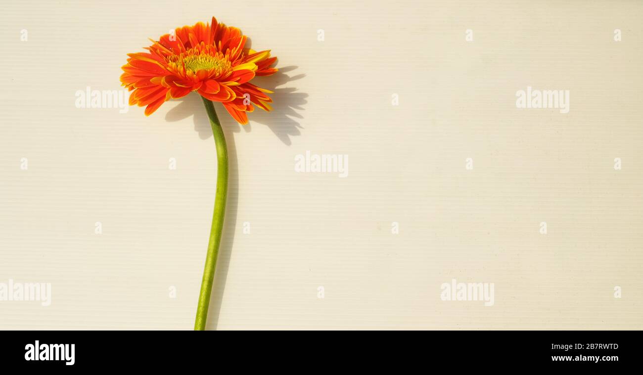 Oramnge gerbera daisy flower with long green stem Stock Photo - Alamy