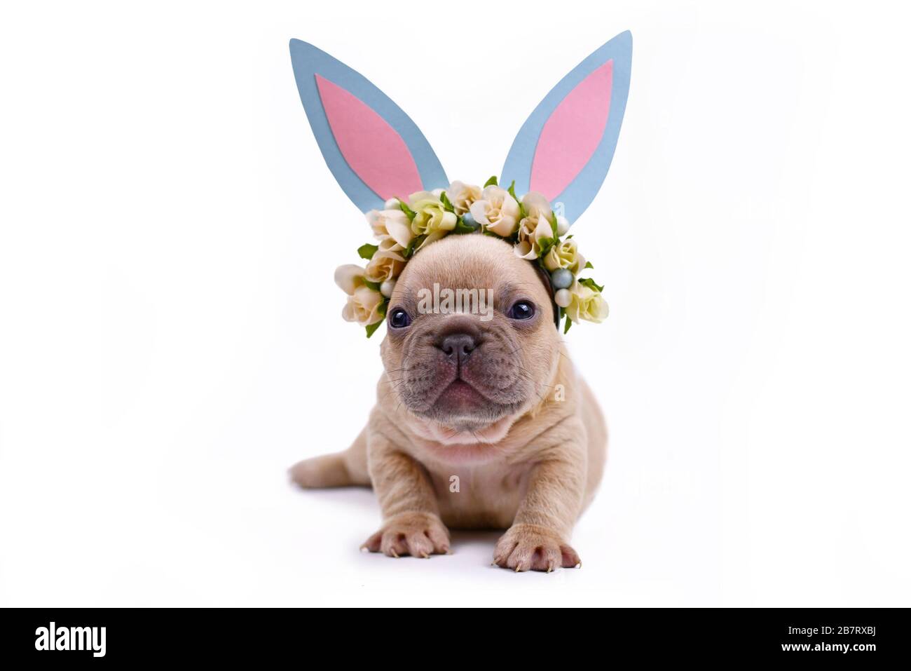 Cute fawn French Bulldog puppy dressed up as easter bunny with blue ...