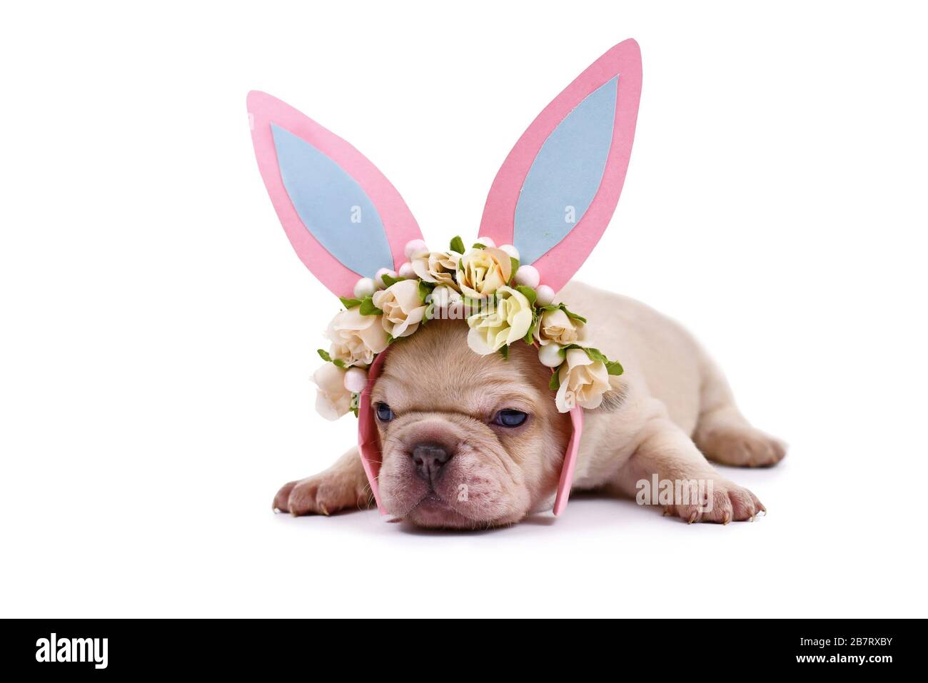 Cute cream French Bulldog puppy dressed up as easter bunny with pink ...