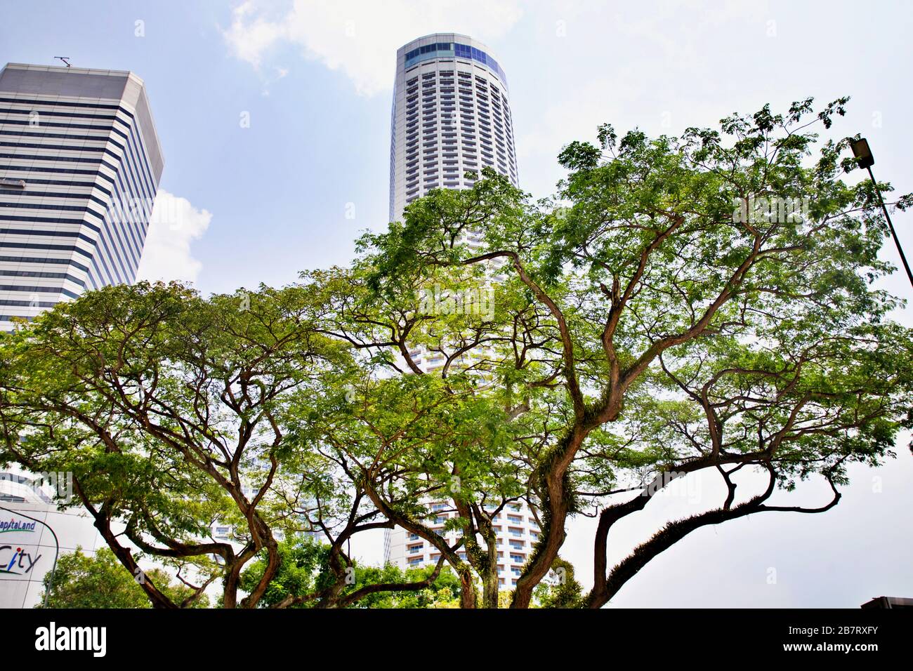 Singapore tree canopy hi-res stock photography and images - Alamy