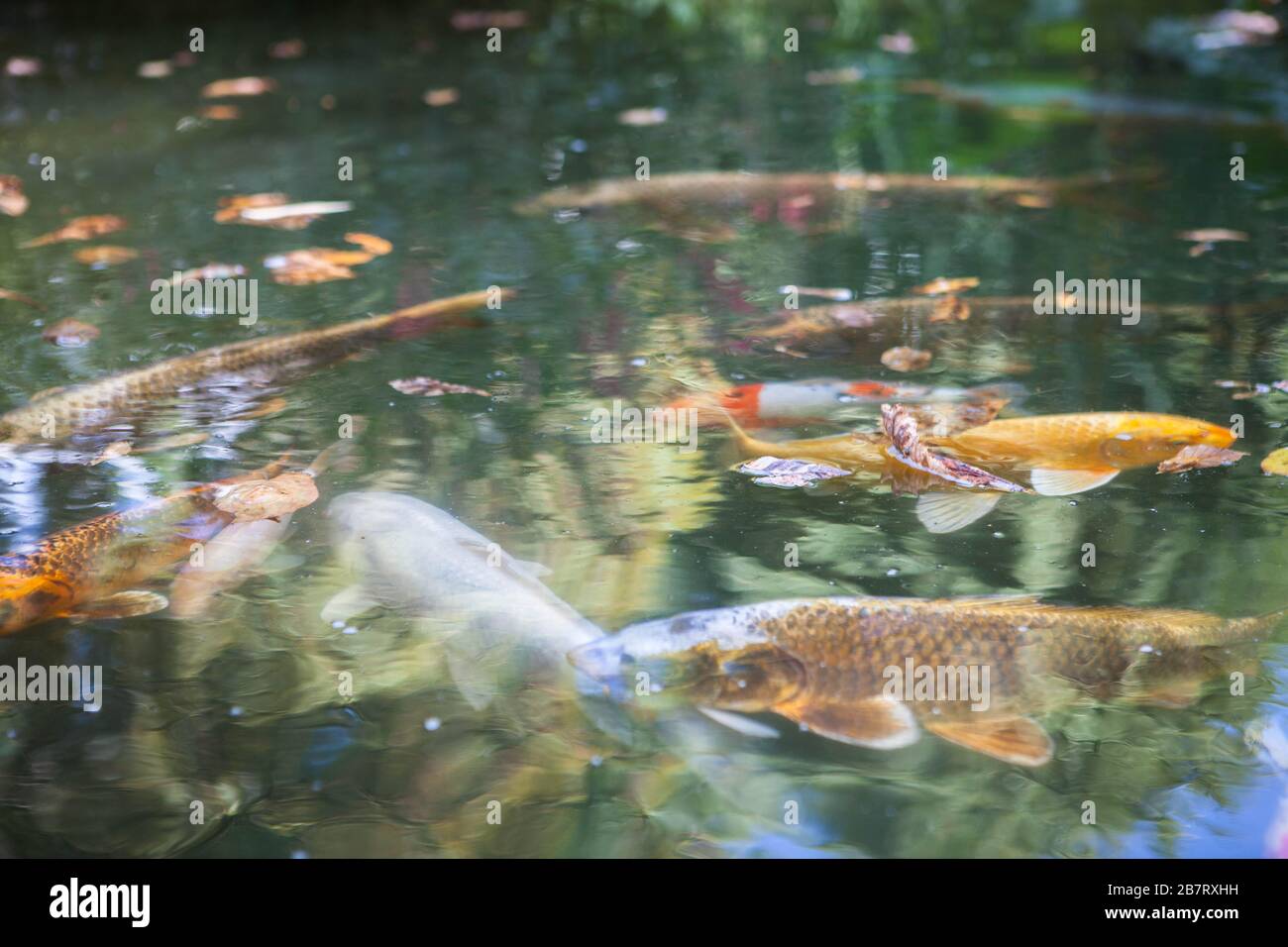 Koi Fish in a Botanical Garden Pond Stock Photo - Alamy