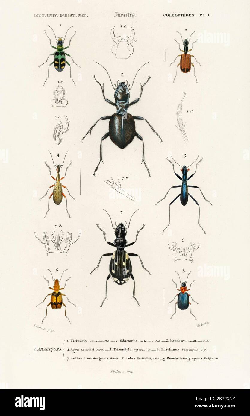 Ladybird beetles ant hi-res stock photography and images - Alamy