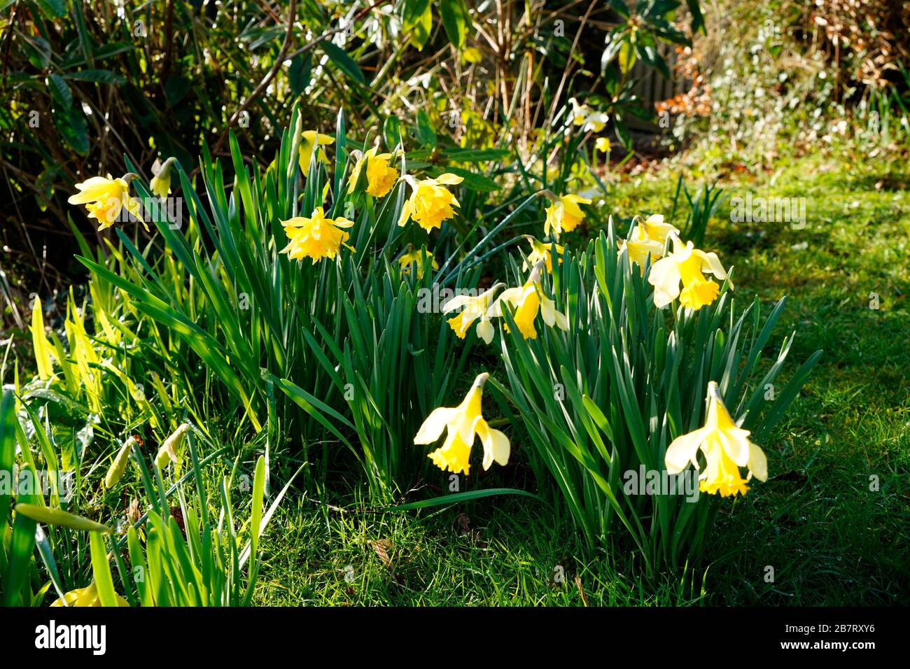 Spring flowers help the sun shine Stock Photo - Alamy