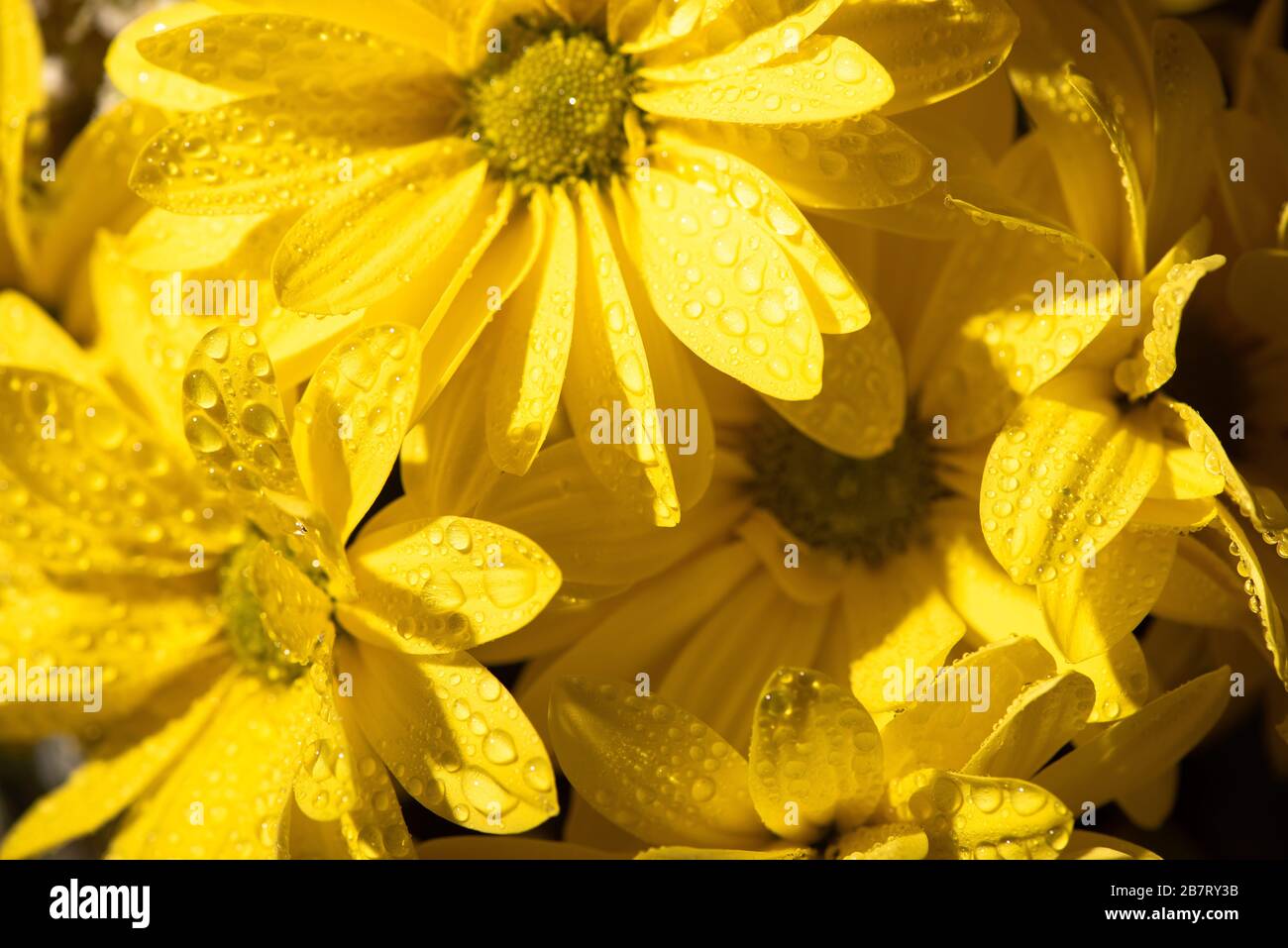 Wet daisies hi-res stock photography and images - Alamy