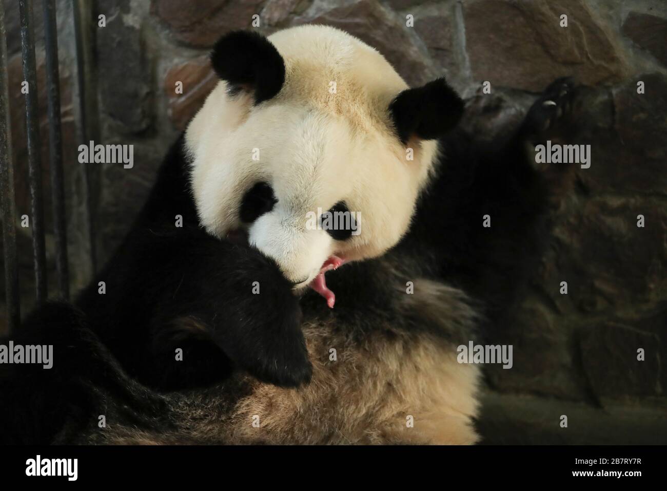 Chengdu. 17th Mar, 2020. Photo taken on March 17, 2020 shows the giant ...