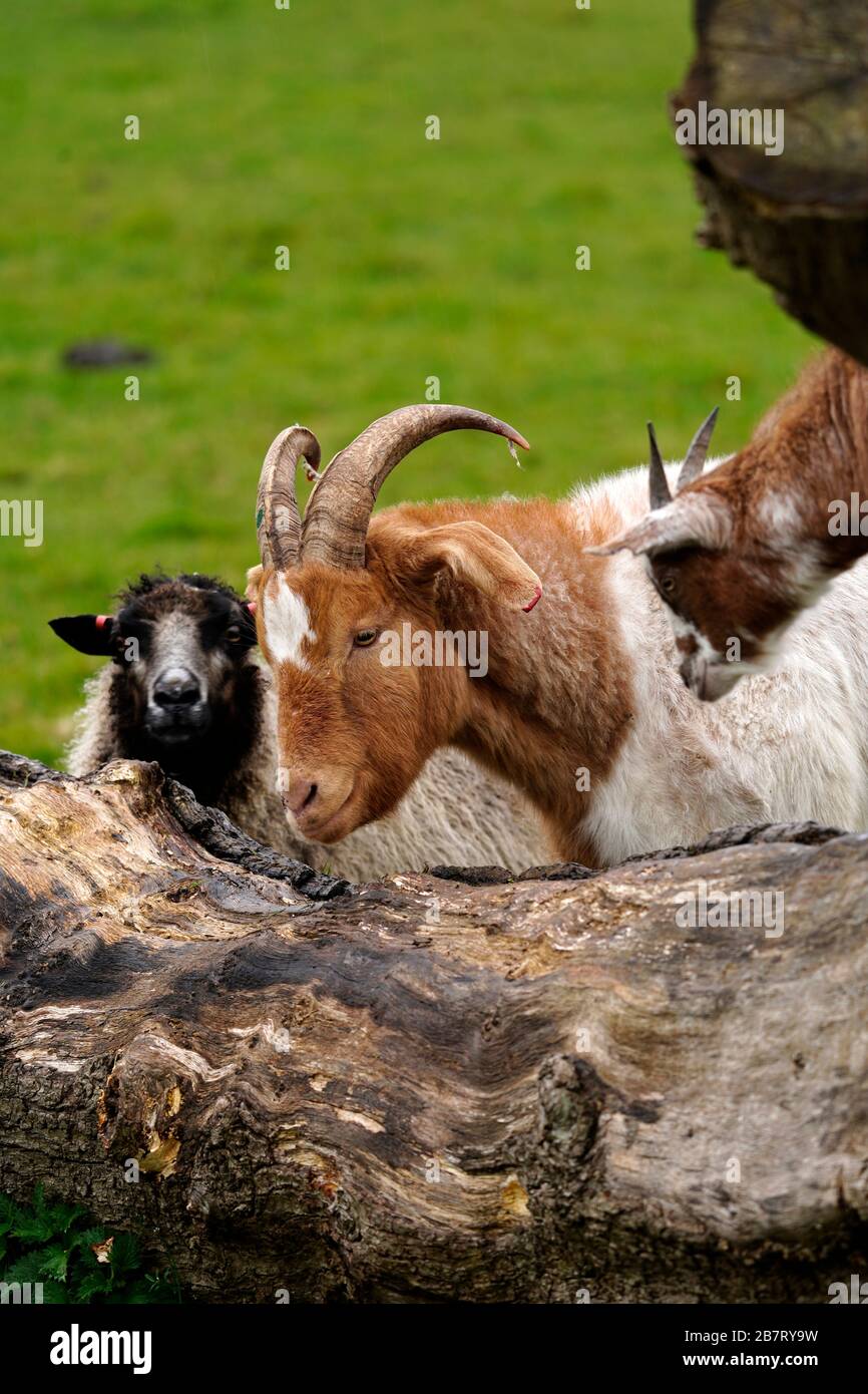 Billy the goat butting his way in Stock Photo - Alamy