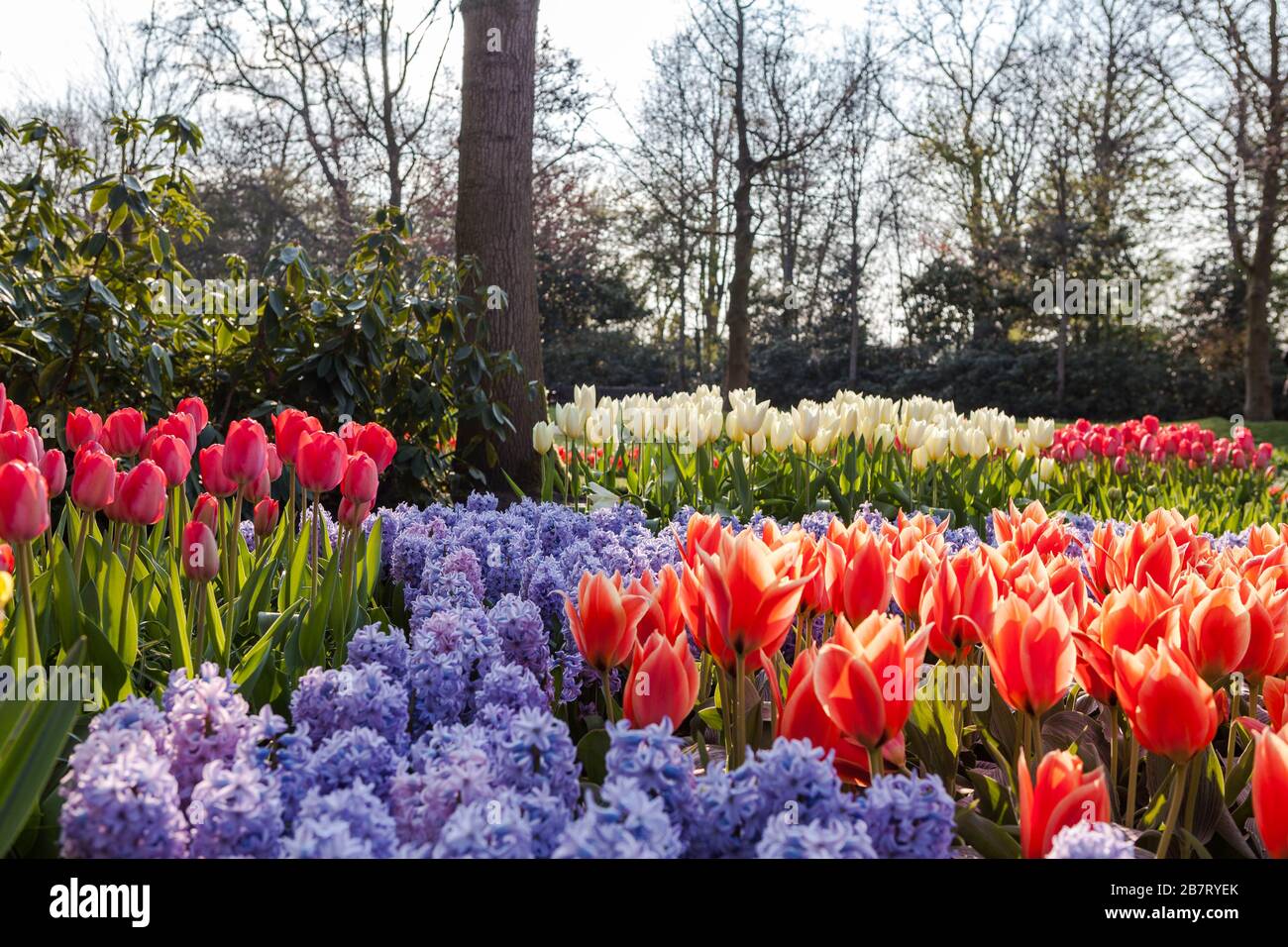 Trees keukenhof garden holland hi-res stock photography and images - Alamy