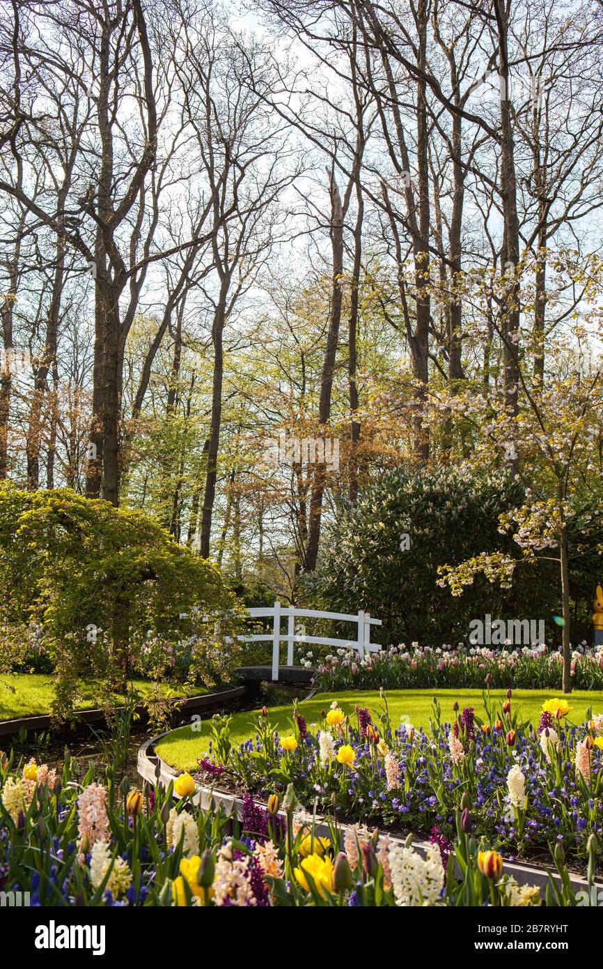 Keukenhof tulip garden hi-res stock photography and images - Alamy