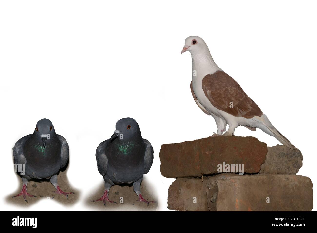 Beautiful pigeons hi-res stock photography and images - Alamy