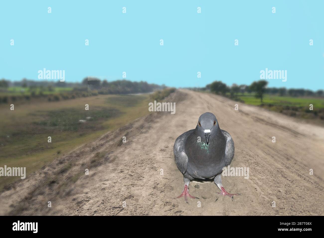 Pigeon blurred background hi-res stock photography and images - Alamy