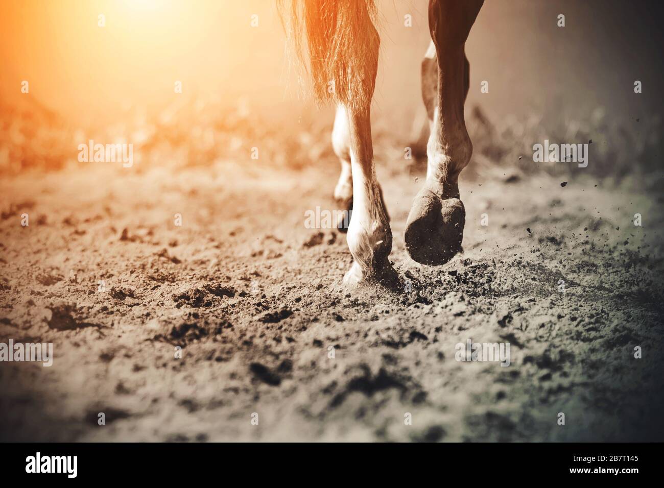 Clattering hooves hi-res stock photography and images - Alamy