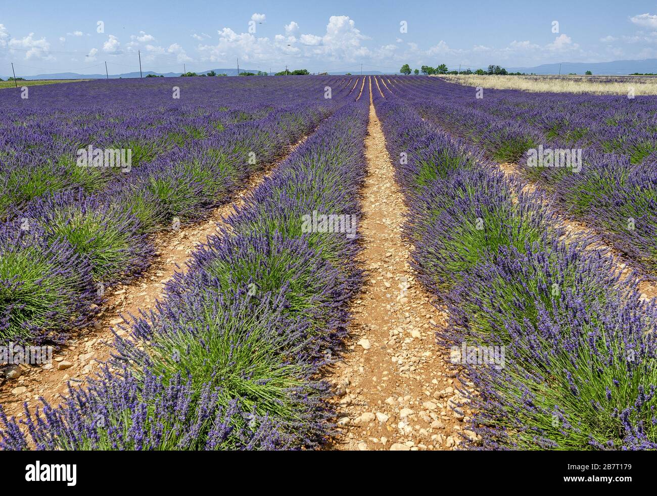 Lavender meadows in summer, Provence, France Stock Photo - Alamy