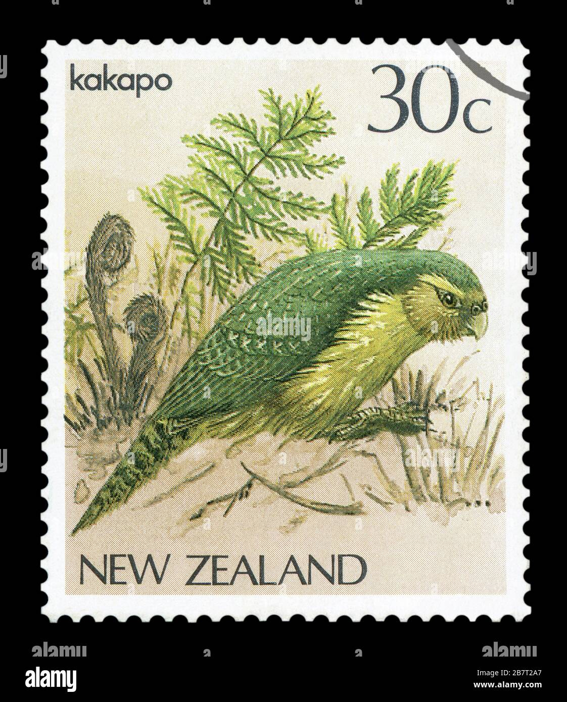Kakapo Bird