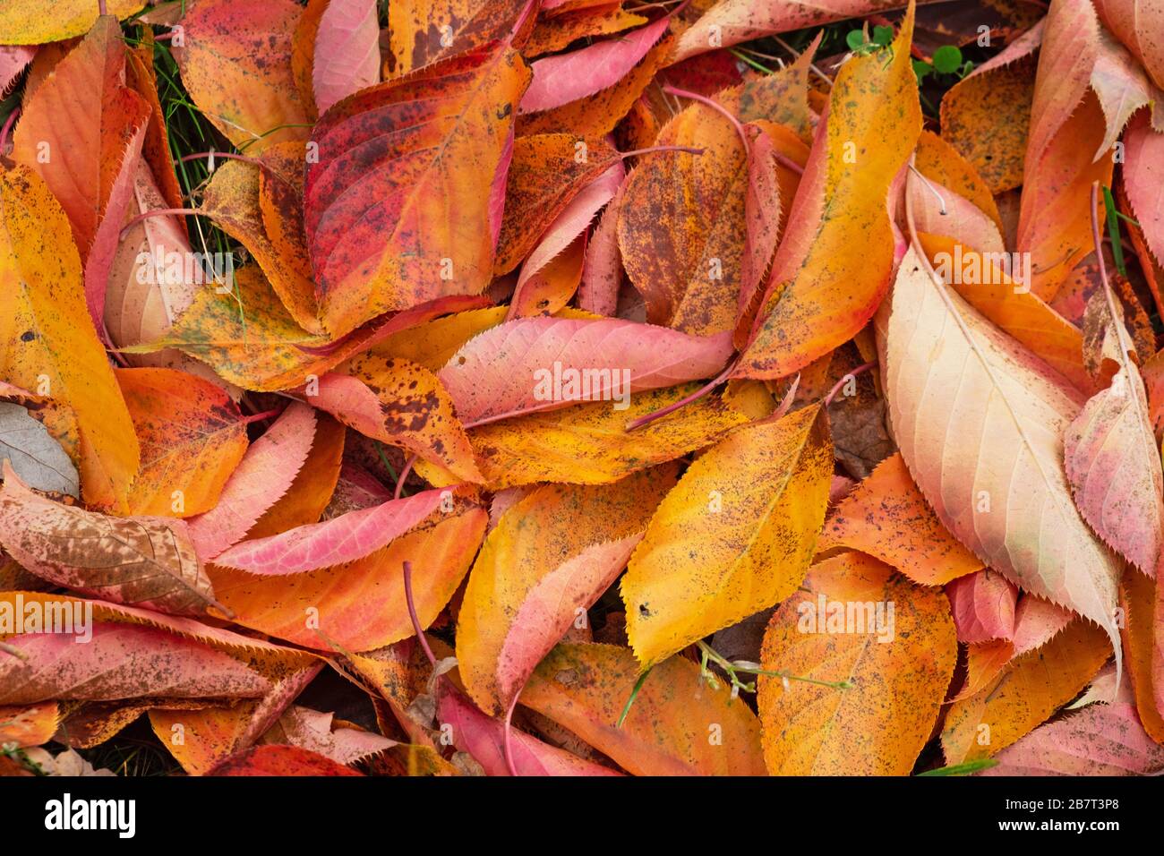 Fiery colored hi-res stock photography and images - Alamy