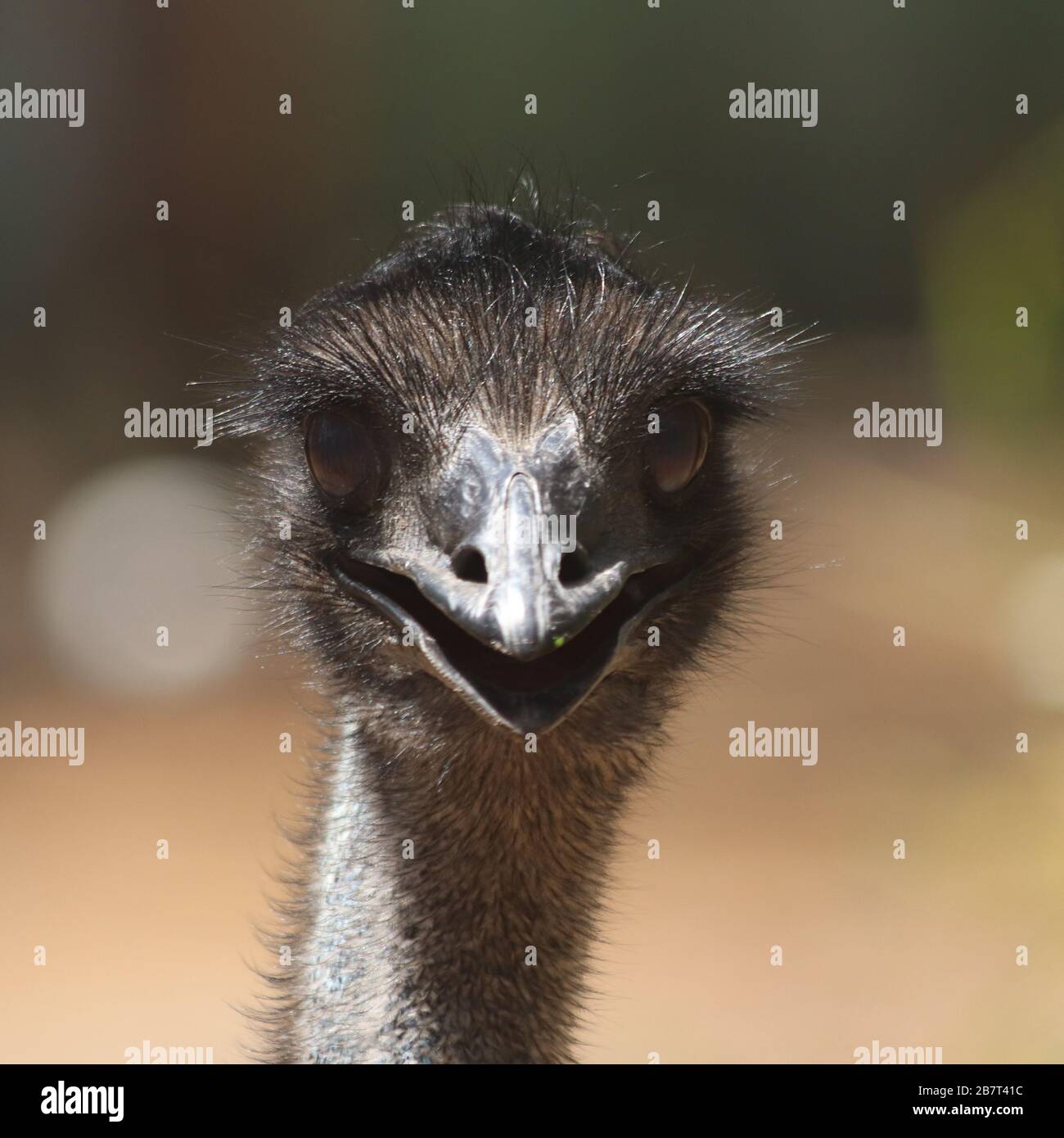 Australian desert animals hi-res stock photography and images - Alamy