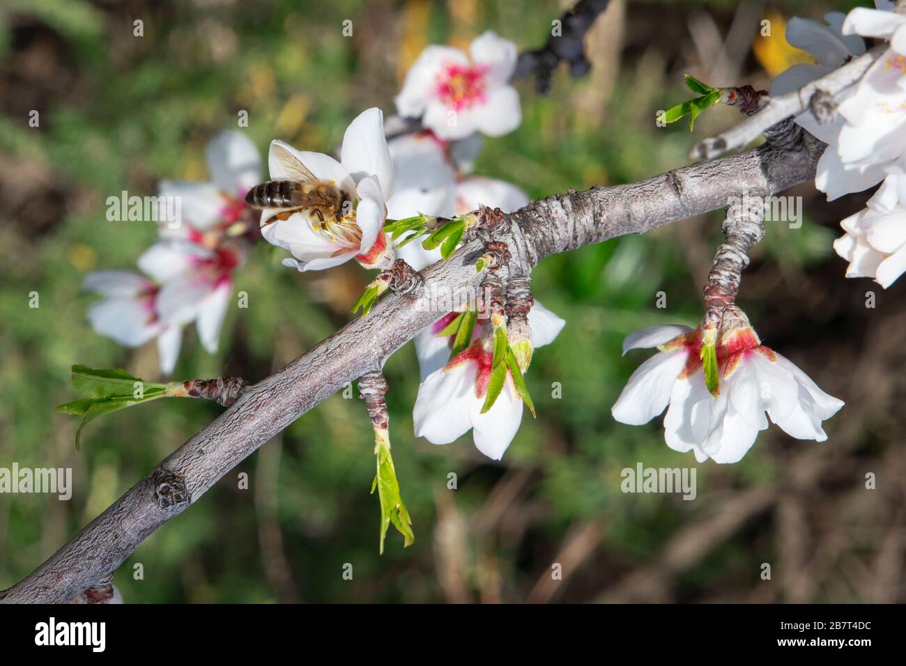 Domesticated Prunus dulcis, commonly known as sweet almond tree, with ...