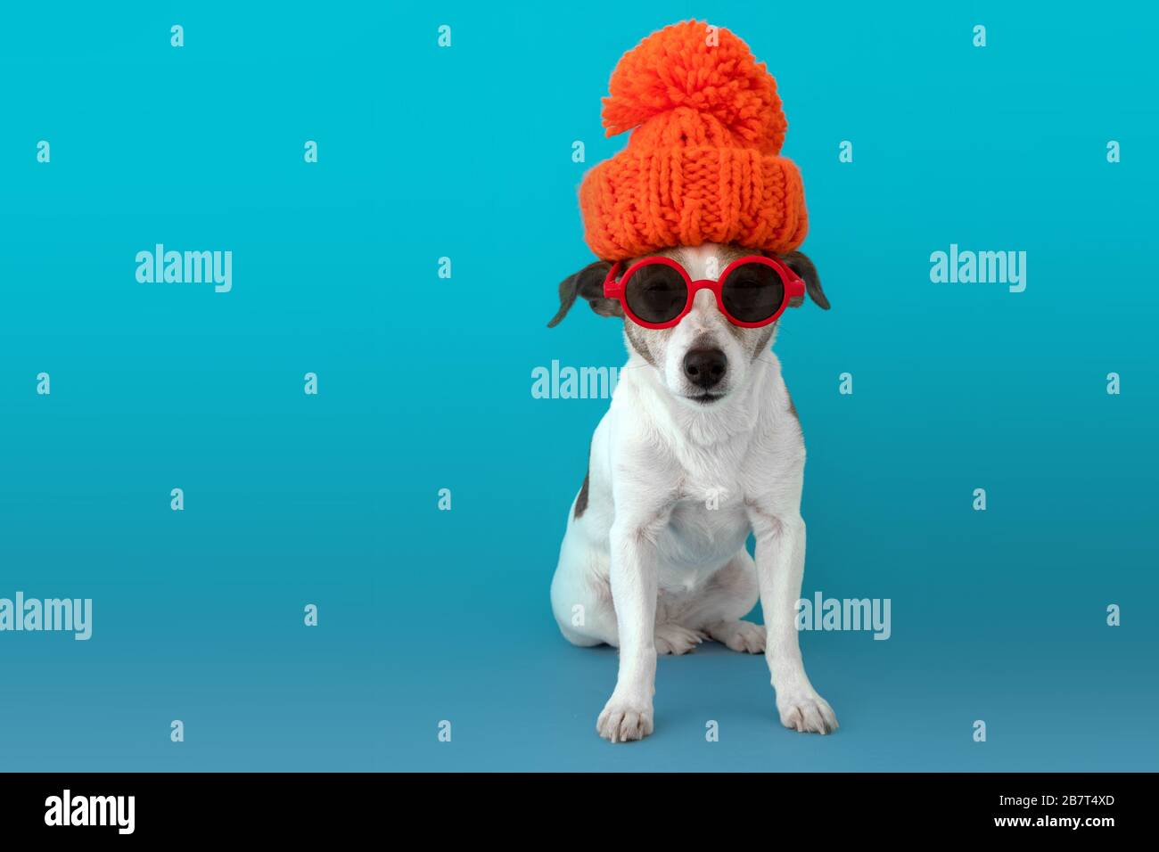 Dog with a hat hi-res stock photography and images - Alamy
