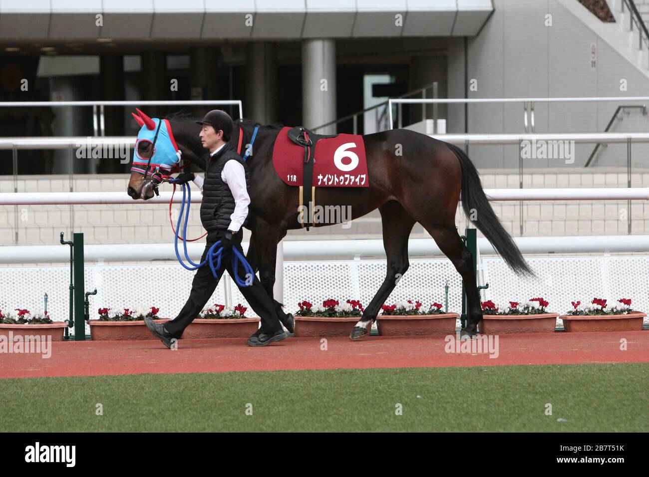 Five horse hi-res stock photography and images - Alamy