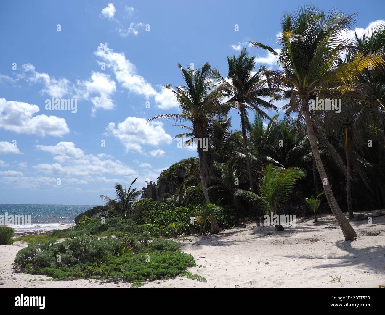 Tulum palm trees jungle hi-res stock photography and images - Alamy