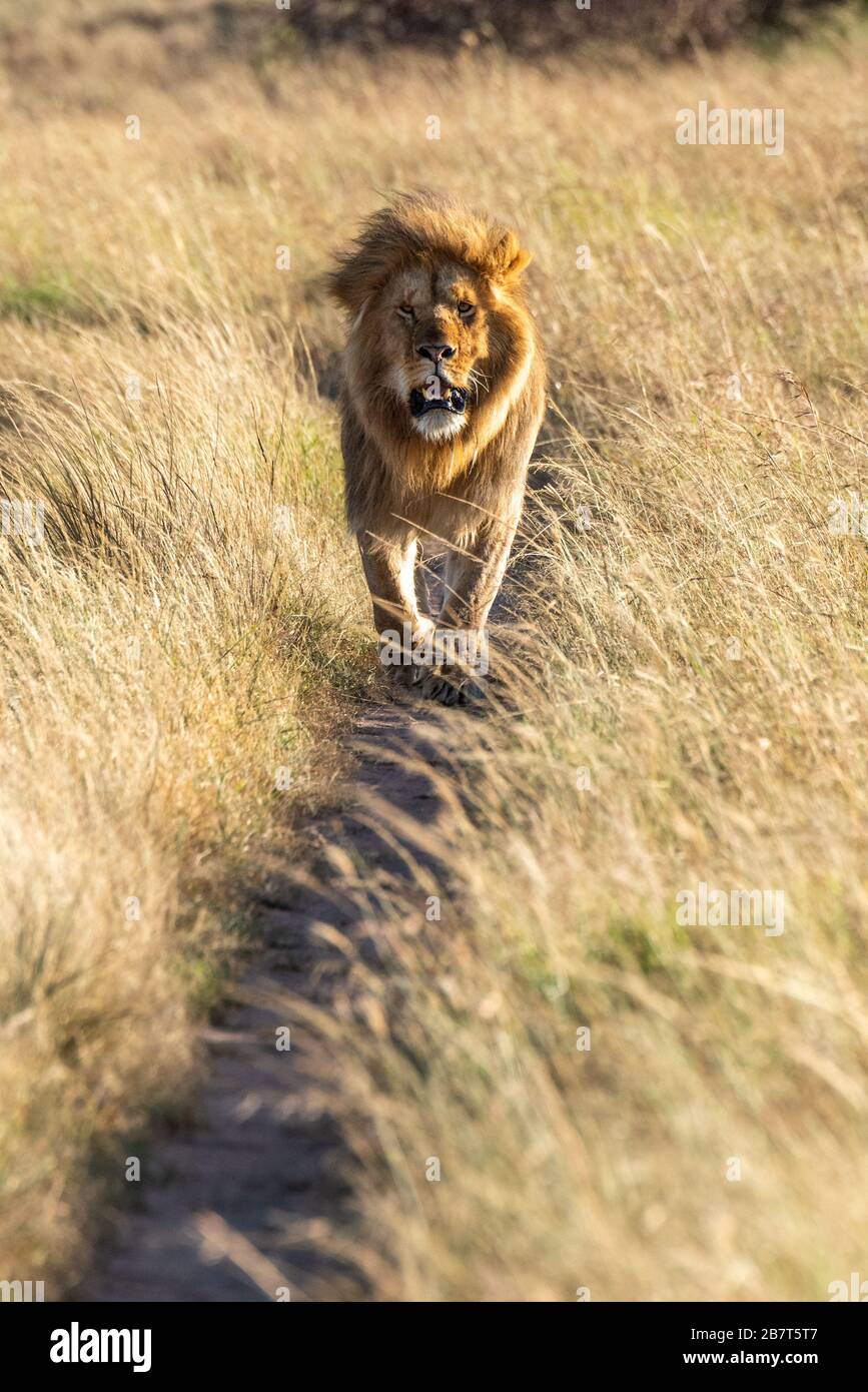 Male lion walks along track towards camera Stock Photo - Alamy