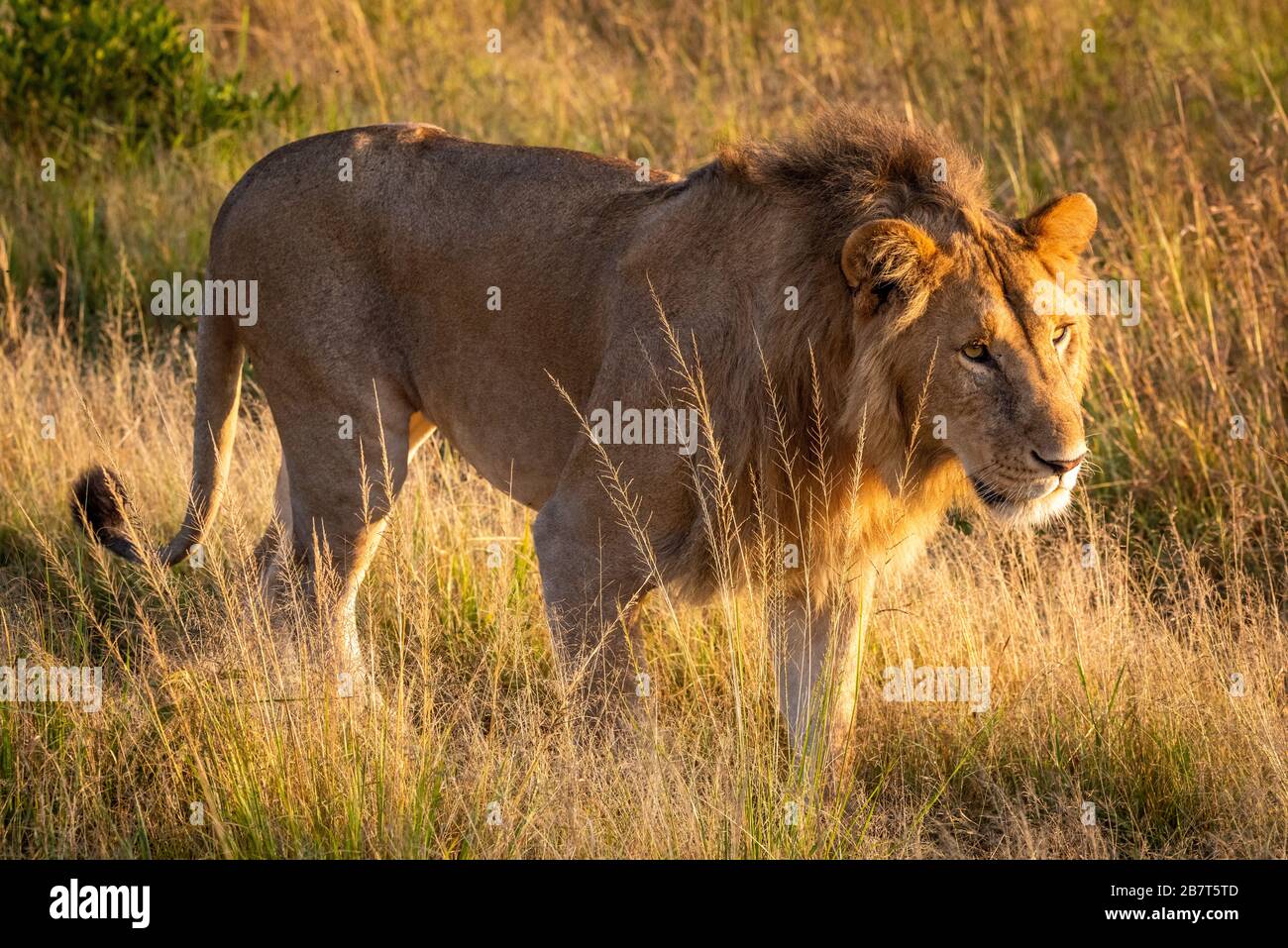 Male lion walks past along grassy track Stock Photo - Alamy