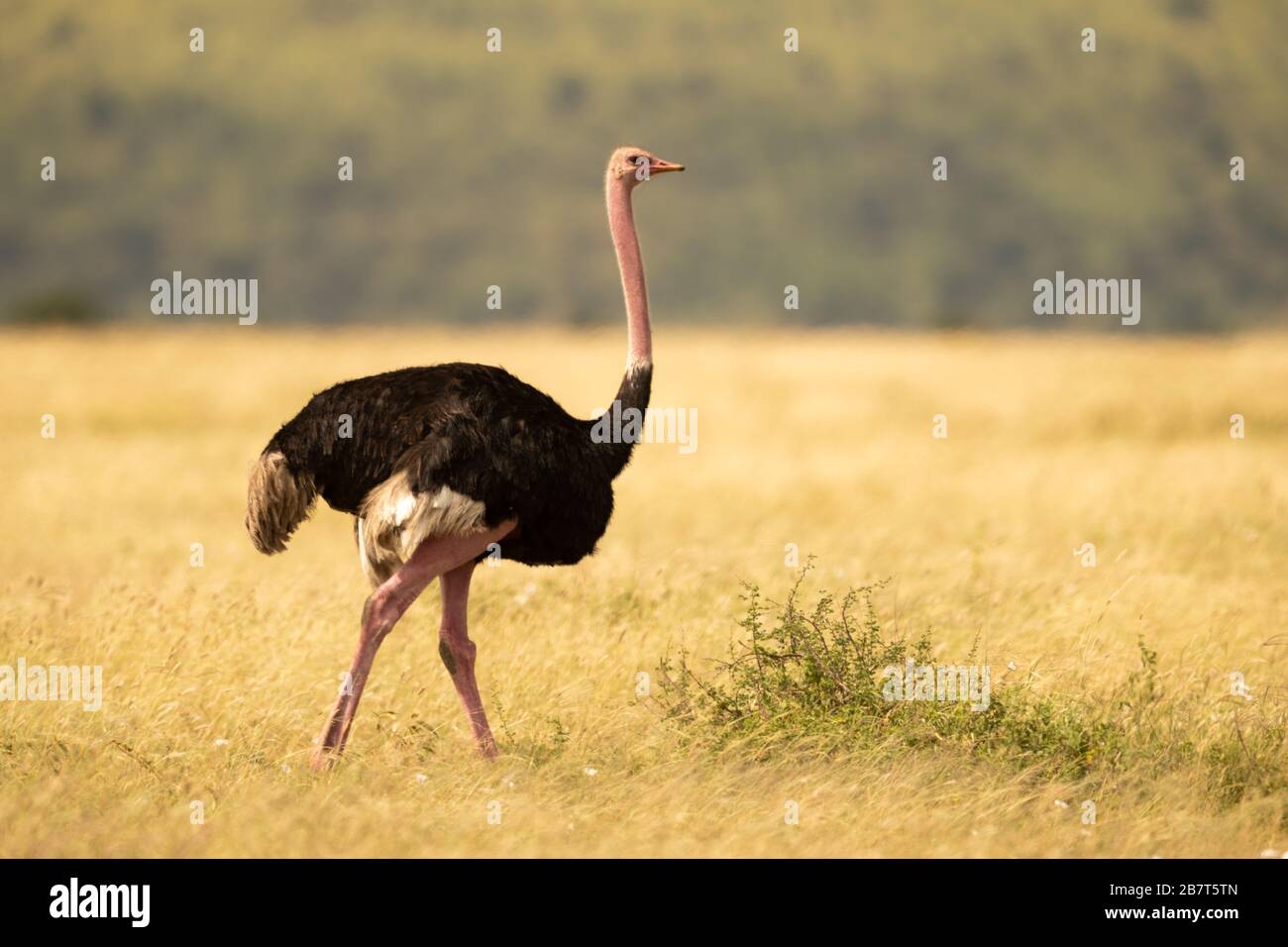 Male ostrich walking across grassland near trees Stock Photo - Alamy