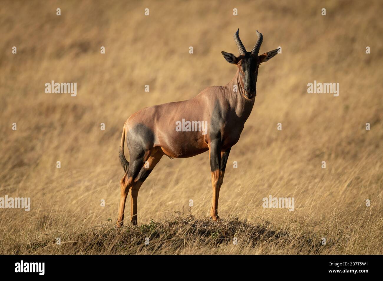 Male topi displays himself on grassy mound Stock Photo - Alamy