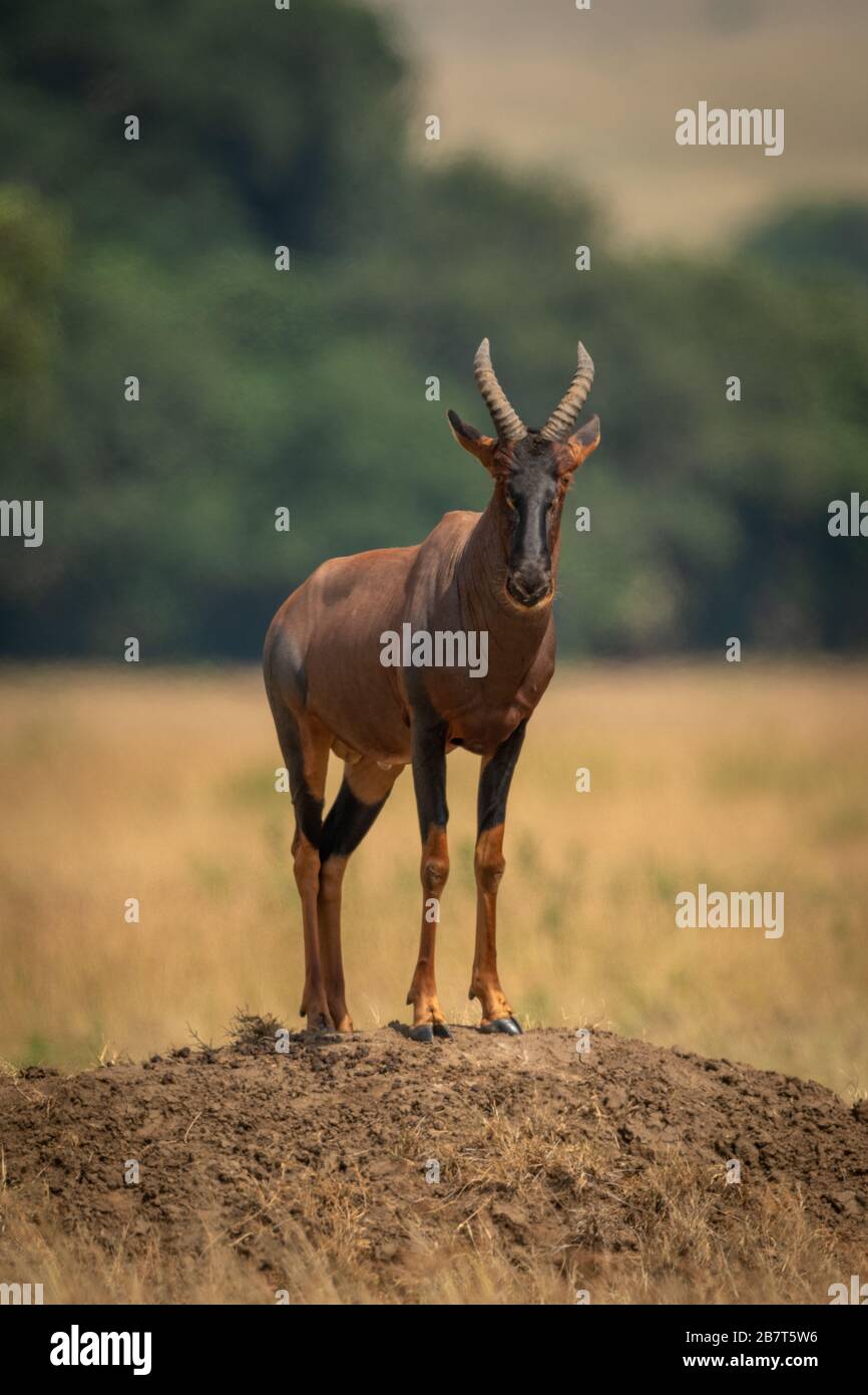 Male topi stands on mound facing camera Stock Photo - Alamy