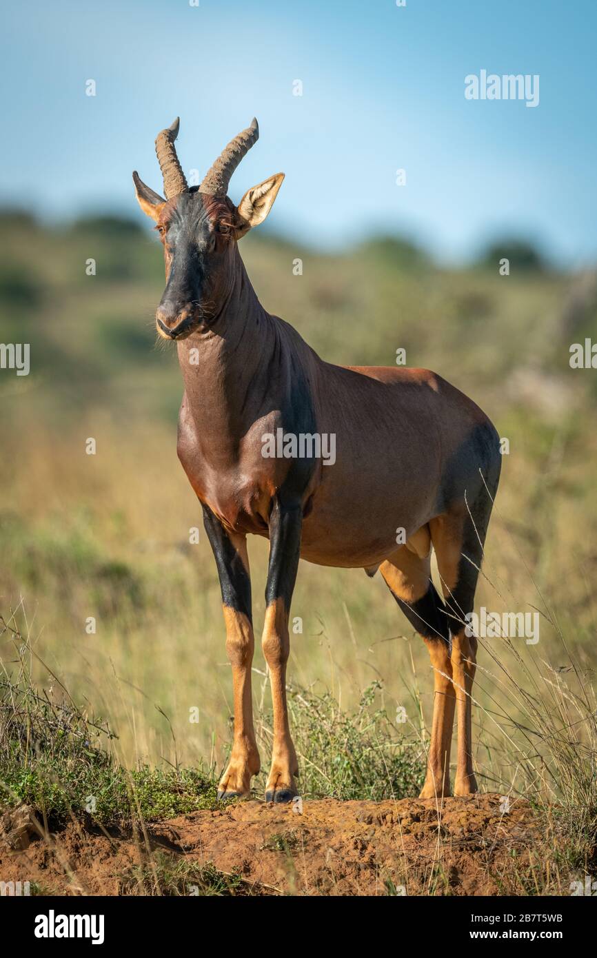 Male topi stands on mound displaying himself Stock Photo - Alamy